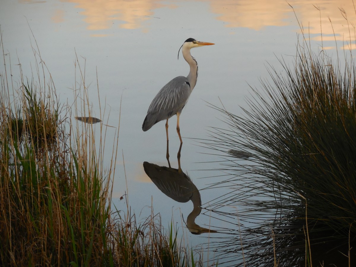 reiger met spiegelbeeld – GroenGeloven