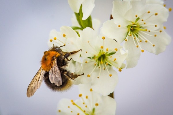 Help, de insecten – GroenGeloven