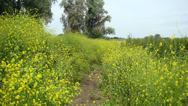 Het mosterdzaadje – GroenGeloven